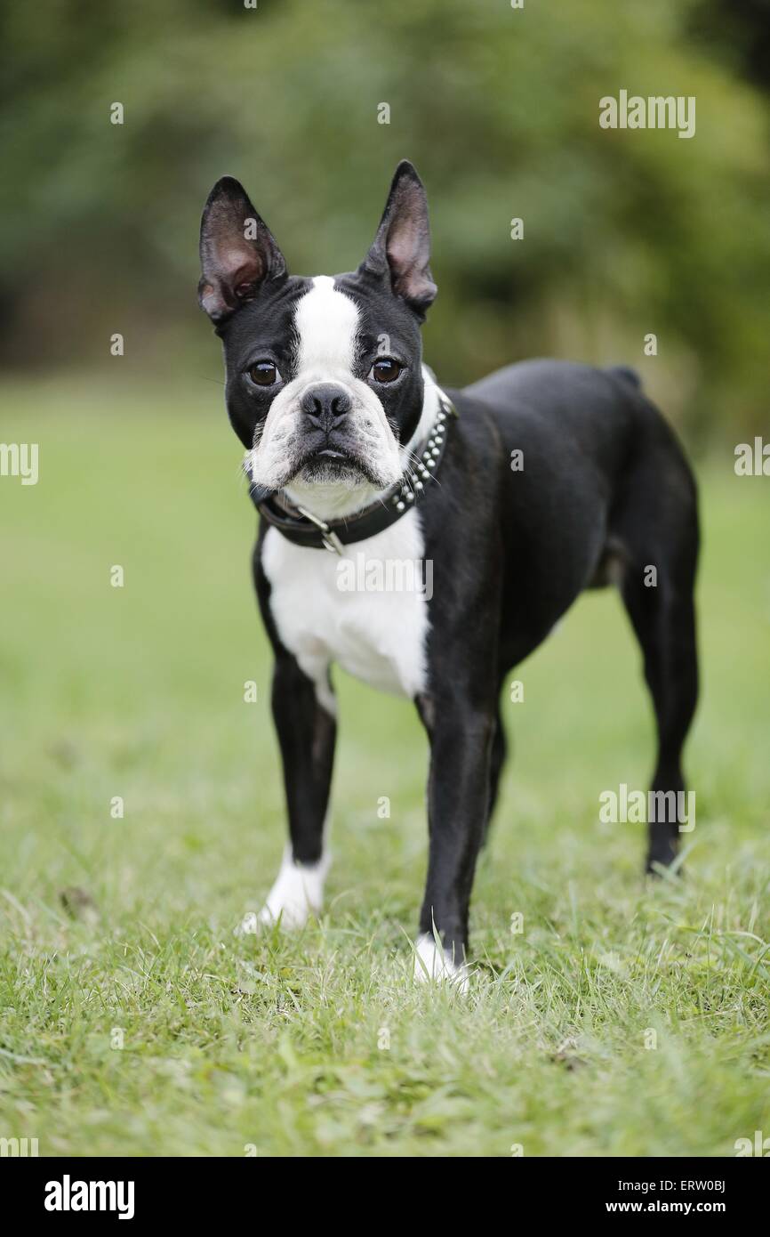 standing Boston Terrier Stock Photo - Alamy