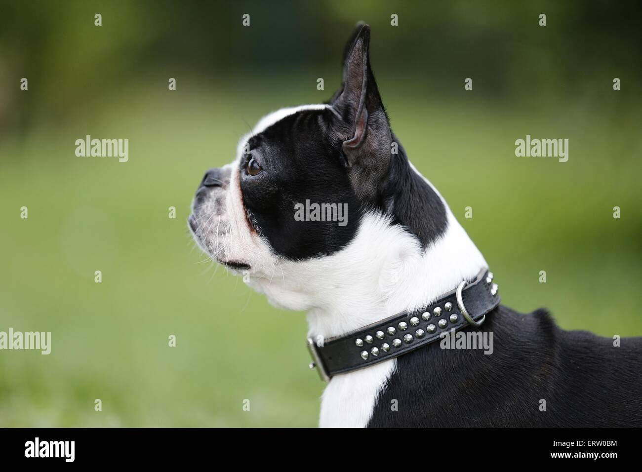 Boston Terrier Portrait Stock Photo - Alamy