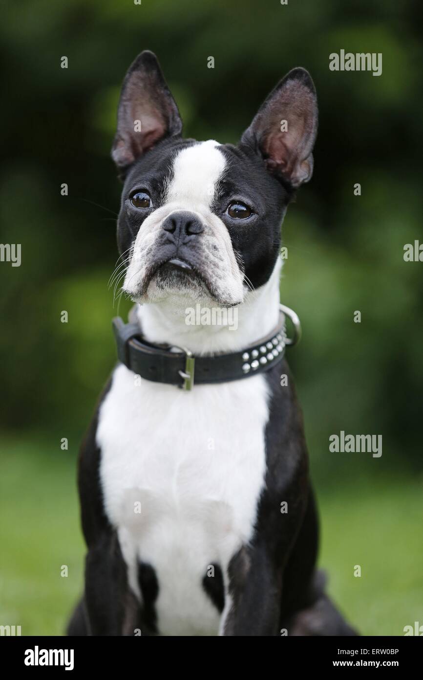 Boston terrier outdoors hi-res stock photography and images - Alamy