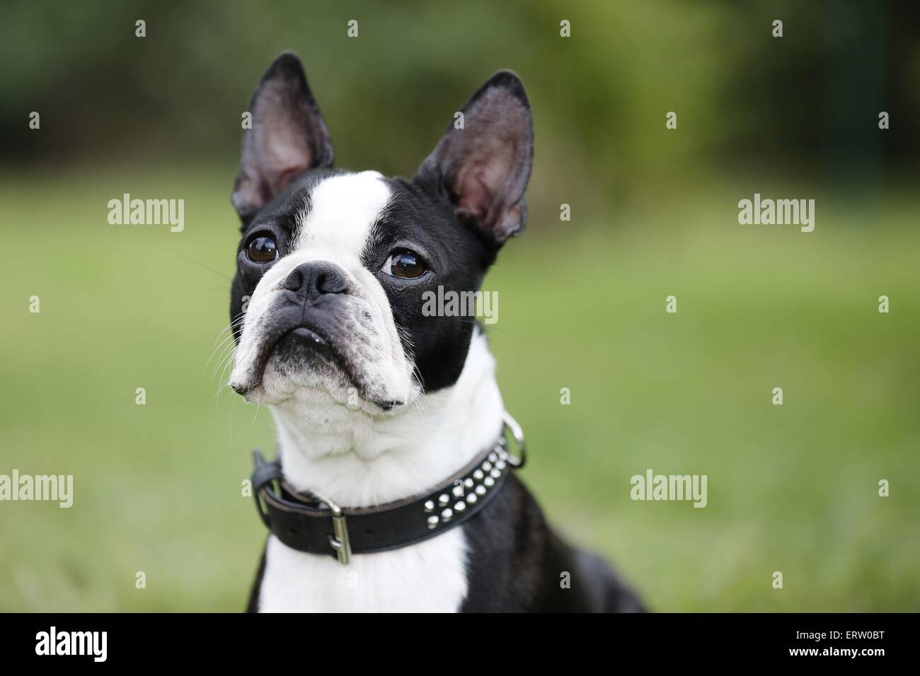Boston Terrier Portrait Stock Photo - Alamy