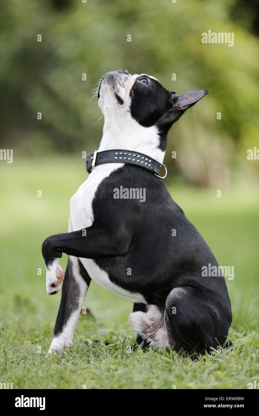 sitting Boston Terrier Stock Photo - Alamy