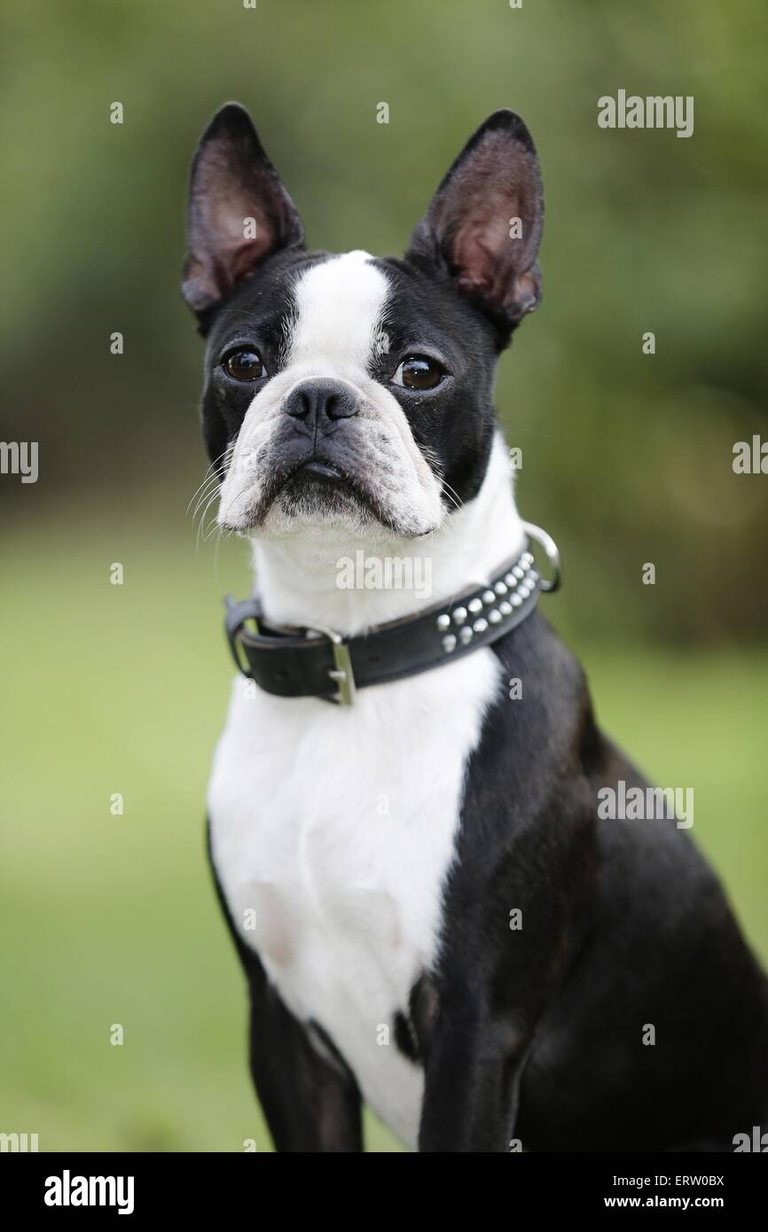 Boston terrier outdoors hi-res stock photography and images - Alamy