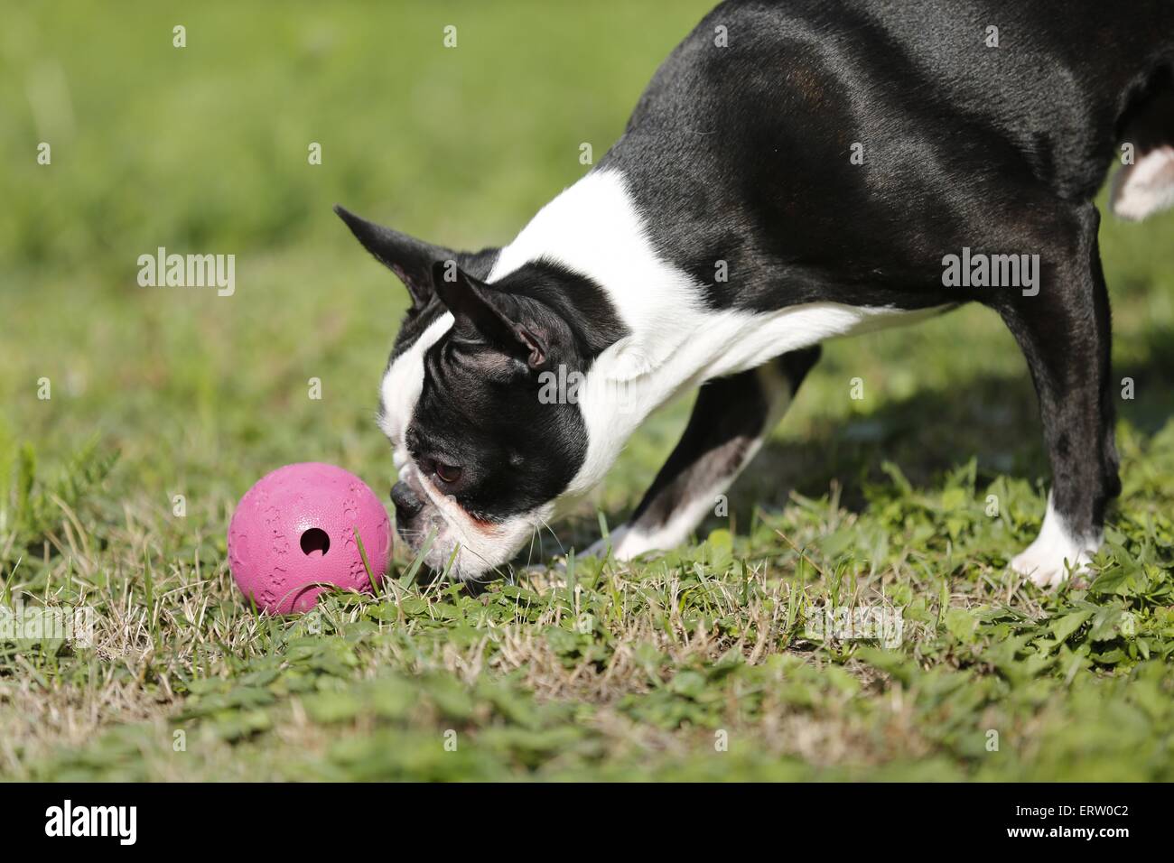 playing Boston Terrier Stock Photo - Alamy