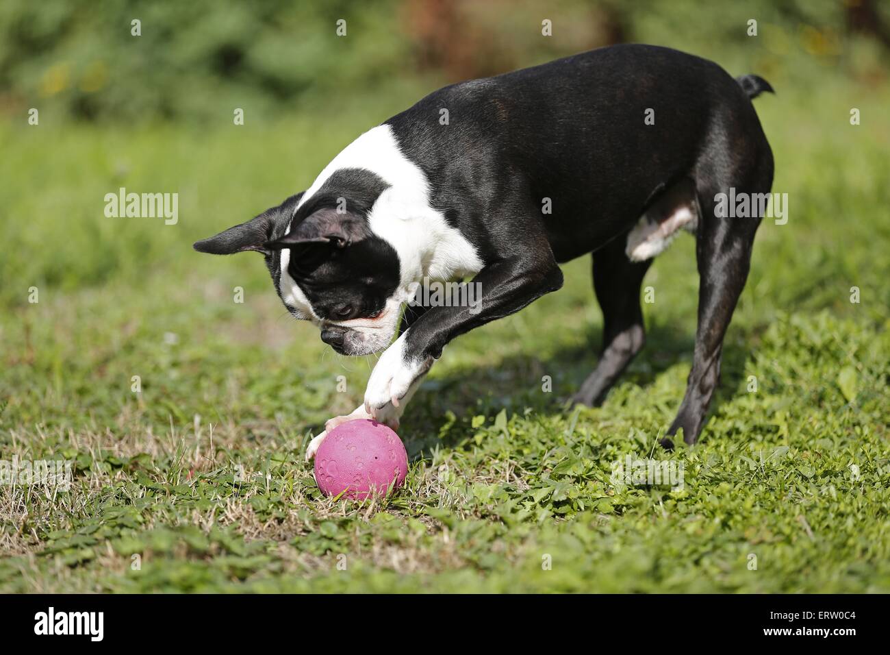 playing Boston Terrier Stock Photo - Alamy