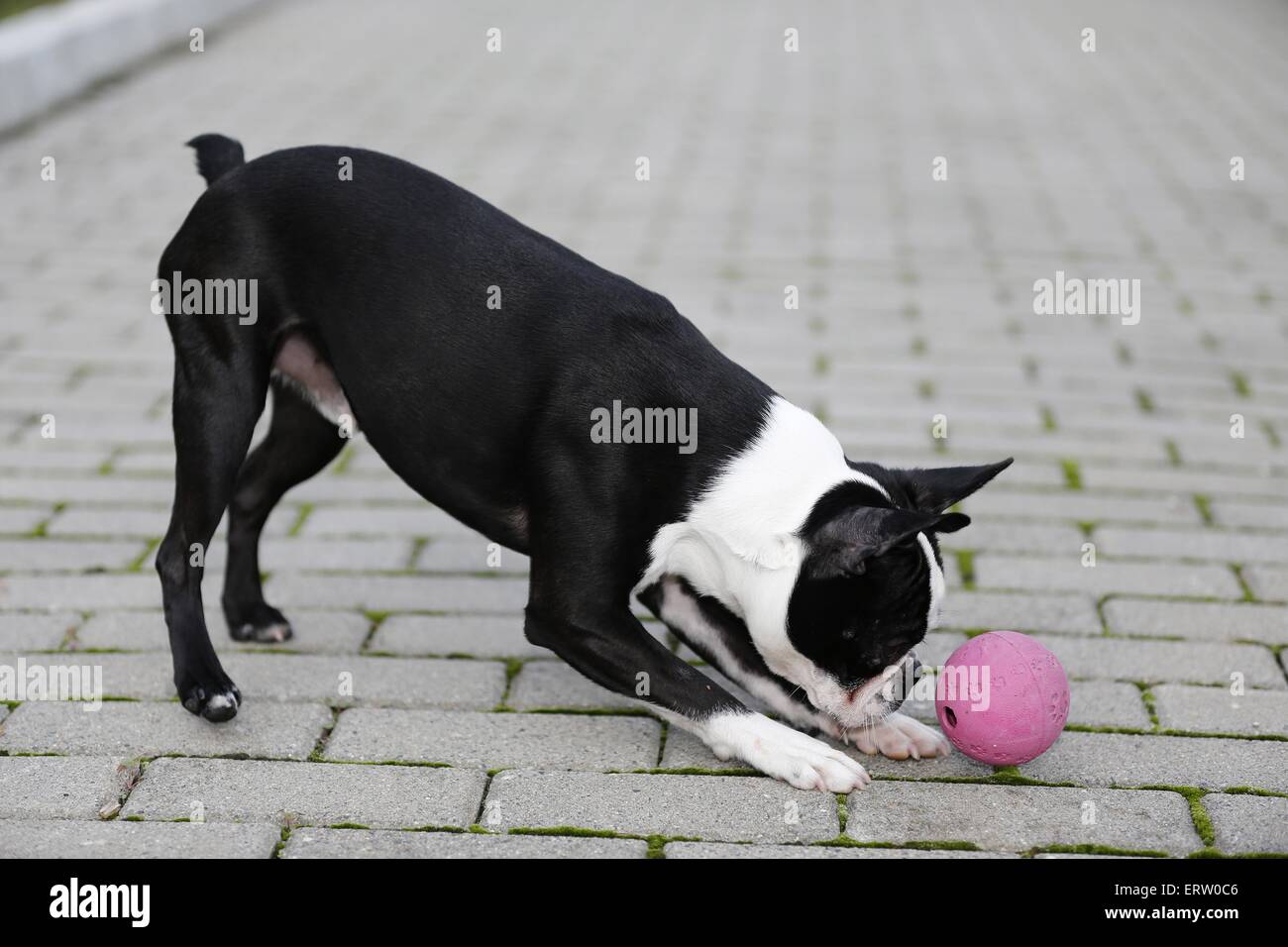 playing Boston Terrier Stock Photo - Alamy
