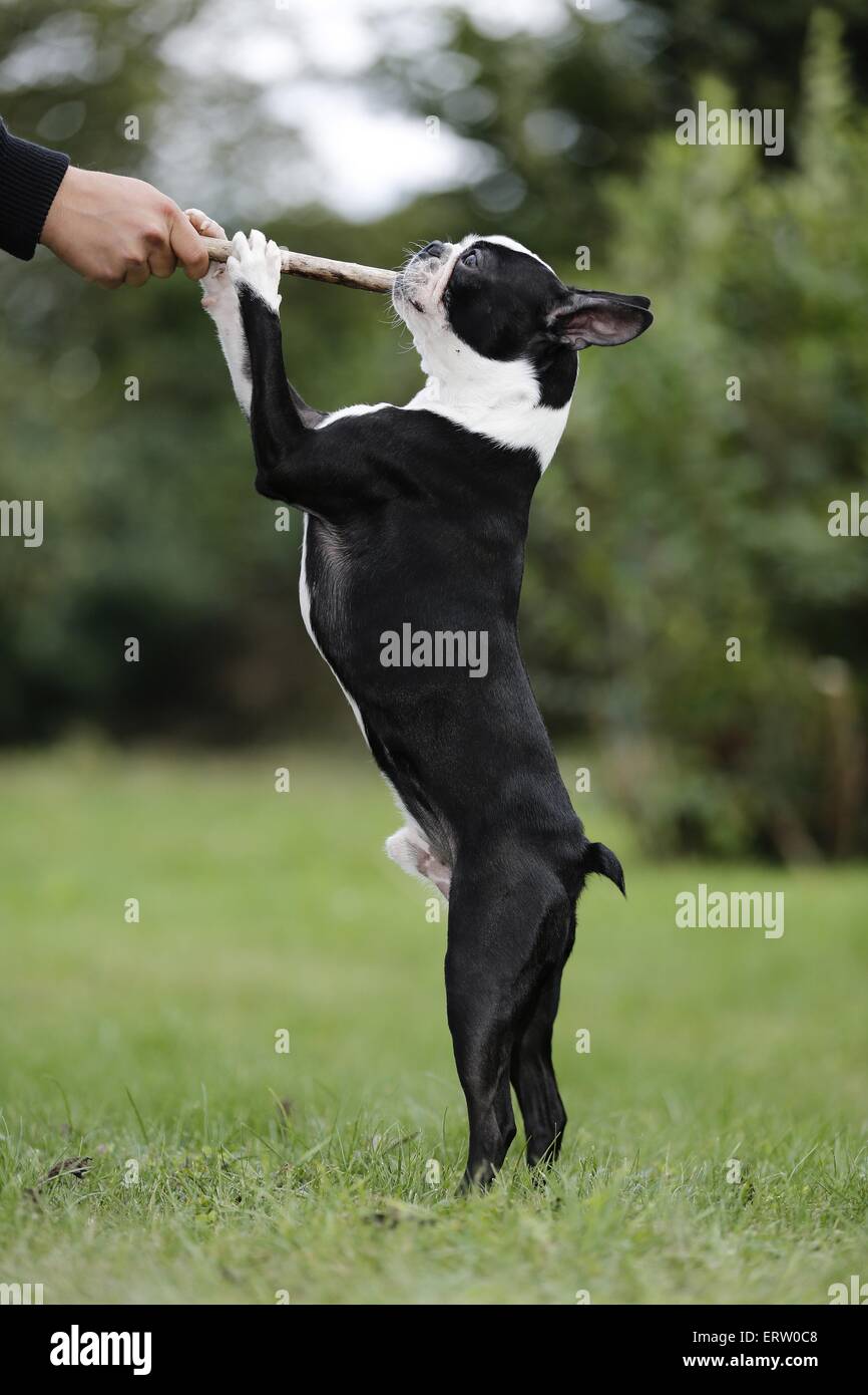 playing Boston Terrier Stock Photo - Alamy