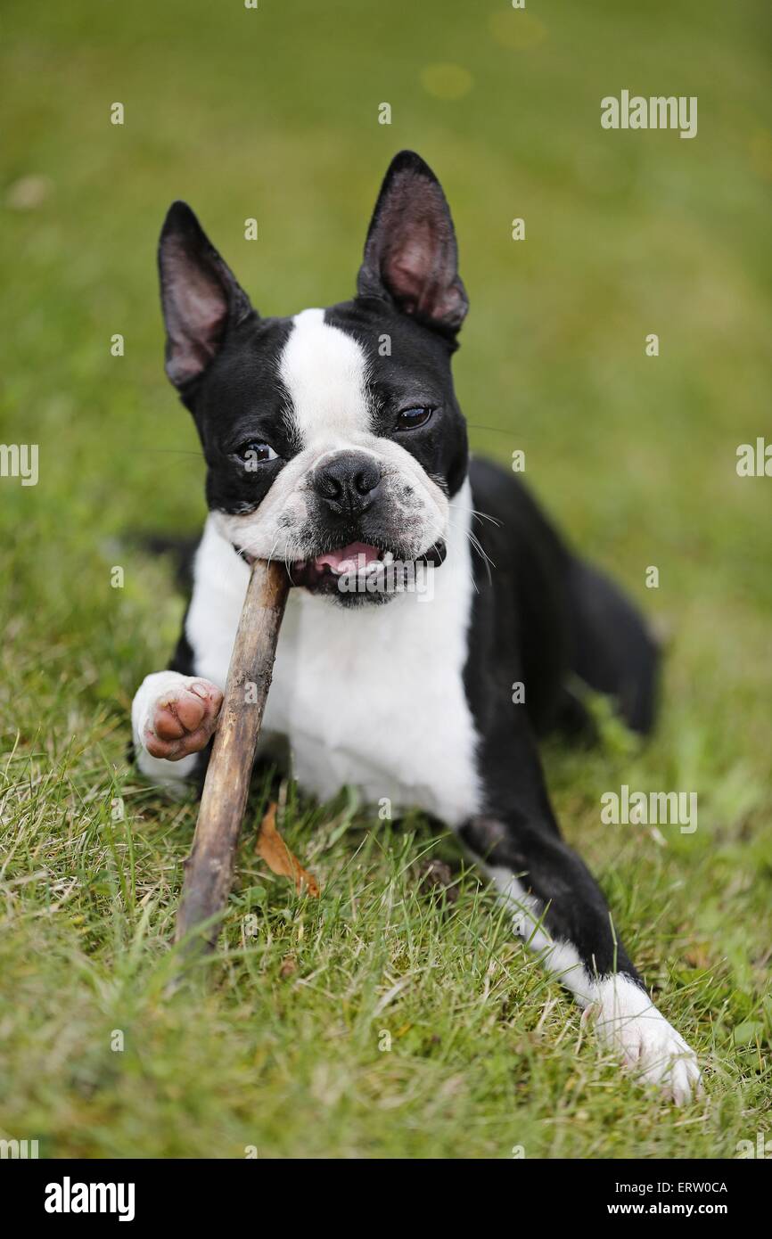 playing Boston Terrier Stock Photo - Alamy