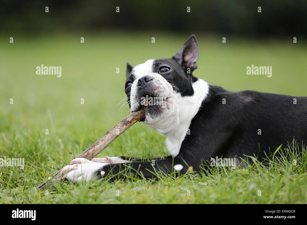 playing Boston Terrier Stock Photo - Alamy