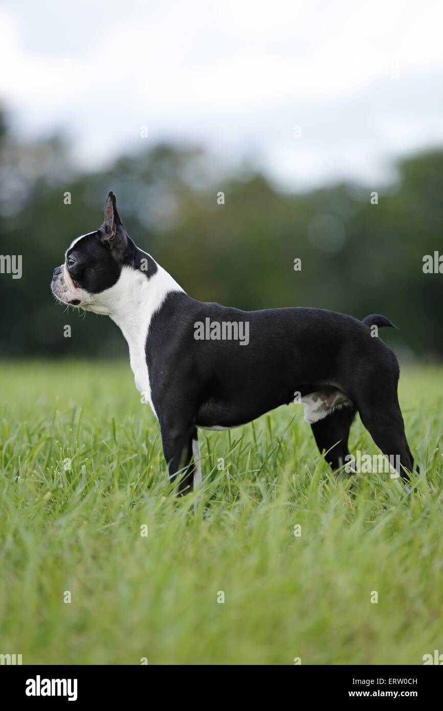 standing Boston Terrier Stock Photo - Alamy