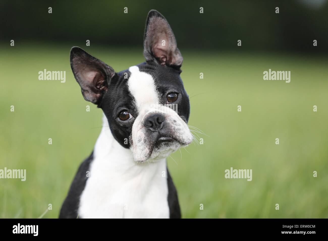 Medium sized terrier hi-res stock photography and images - Alamy
