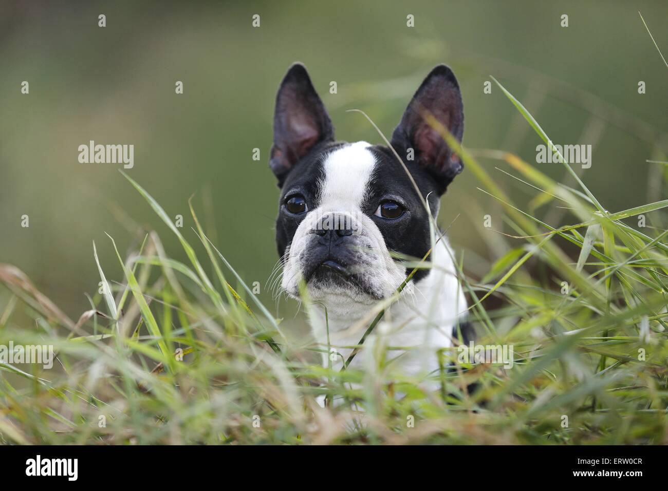 Boston Terrier Portrait Stock Photo - Alamy
