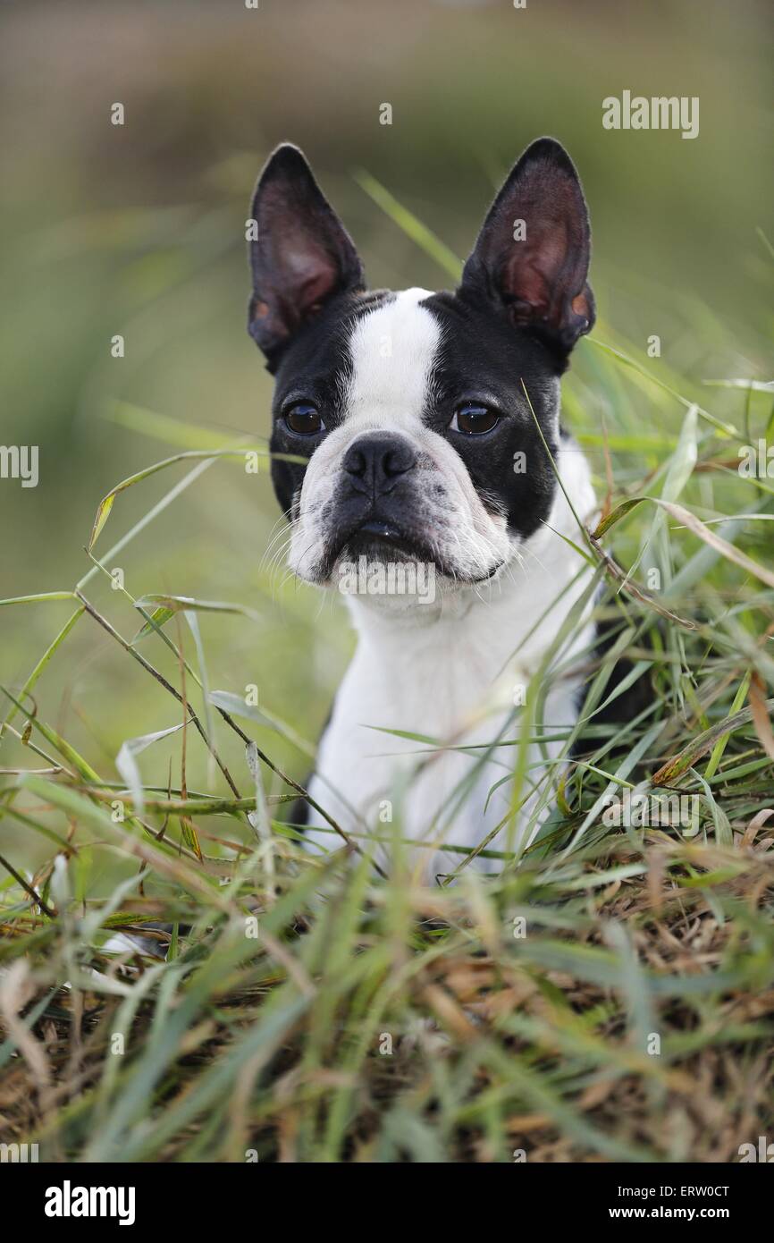 Head boston terrier hi-res stock photography and images - Alamy
