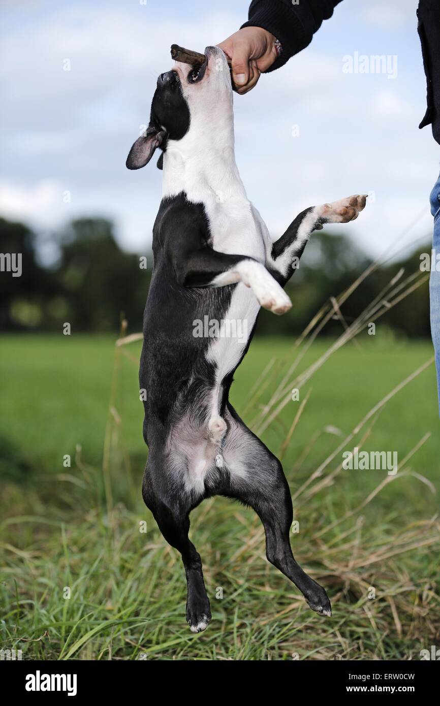 playing Boston Terrier Stock Photo - Alamy
