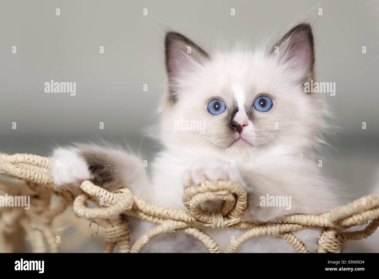 Kittens with colour hi-res stock photography and images - Alamy