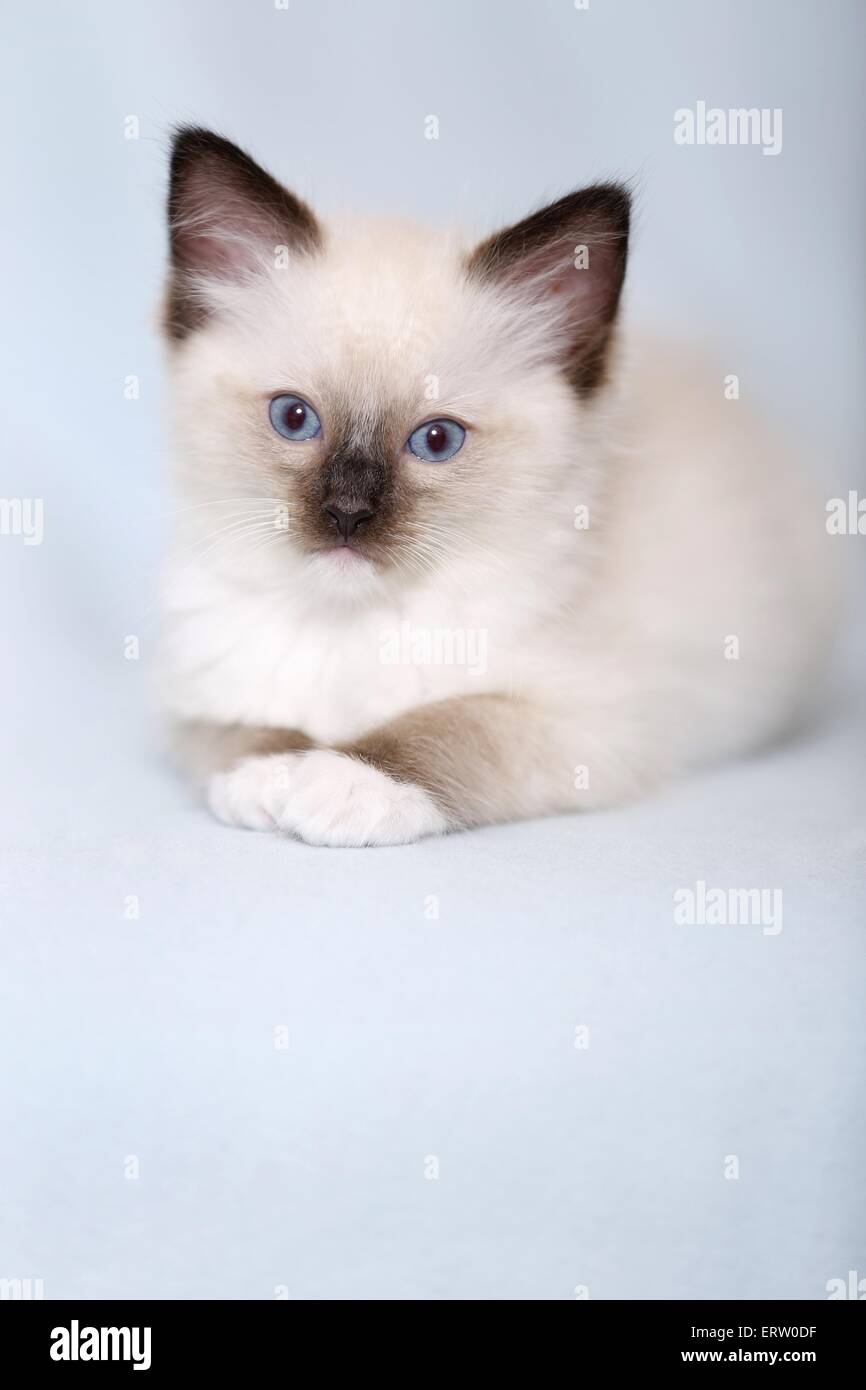 Cute ragdoll baby cat hi-res stock photography and images - Alamy