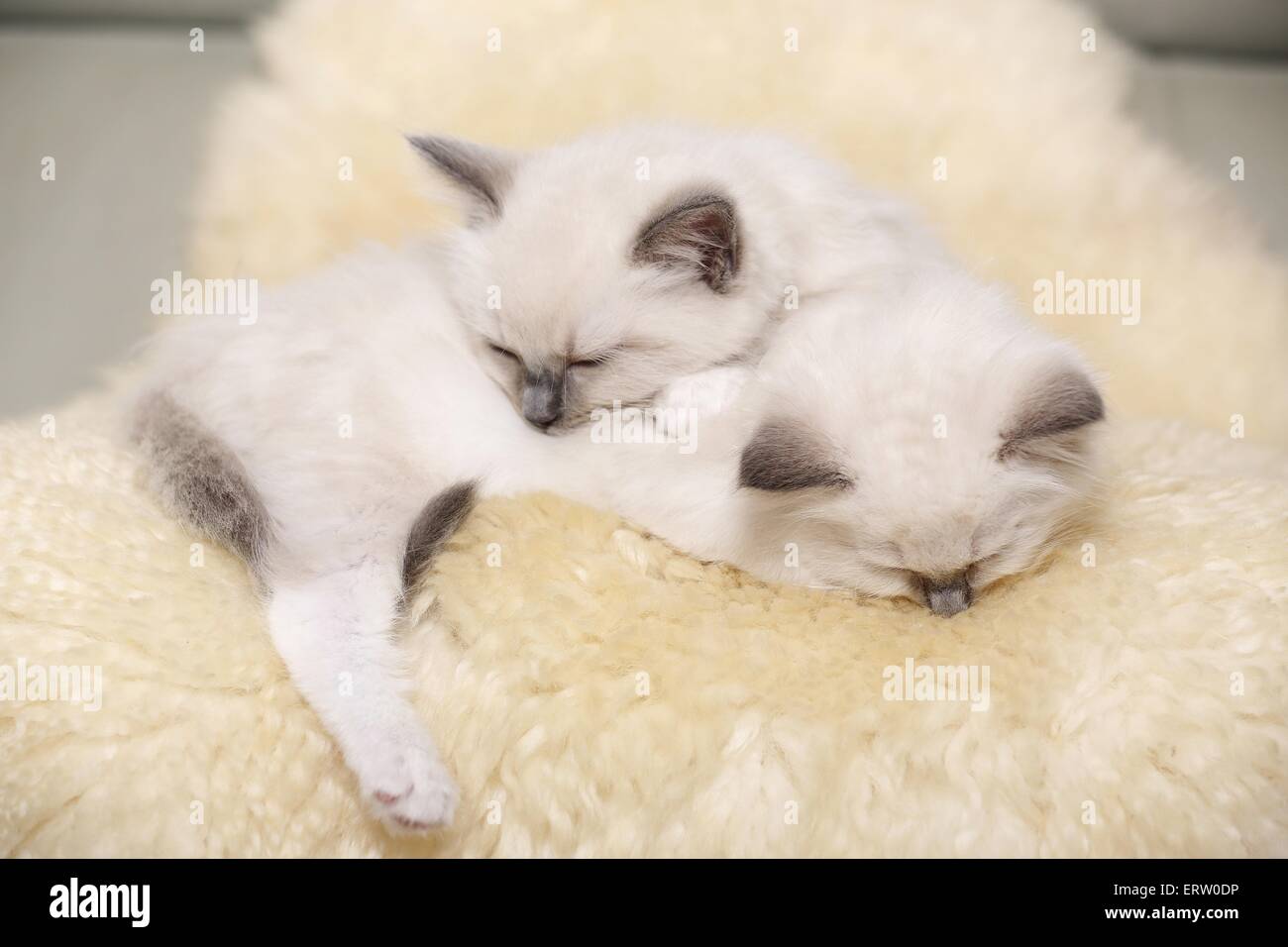 Two long hair ragdoll cats hi-res stock photography and images - Alamy