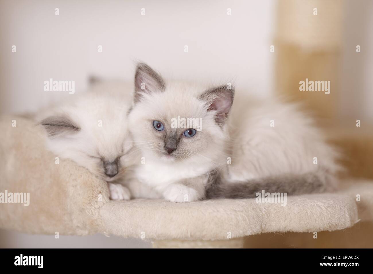 Two long hair ragdoll cats hi-res stock photography and images - Alamy