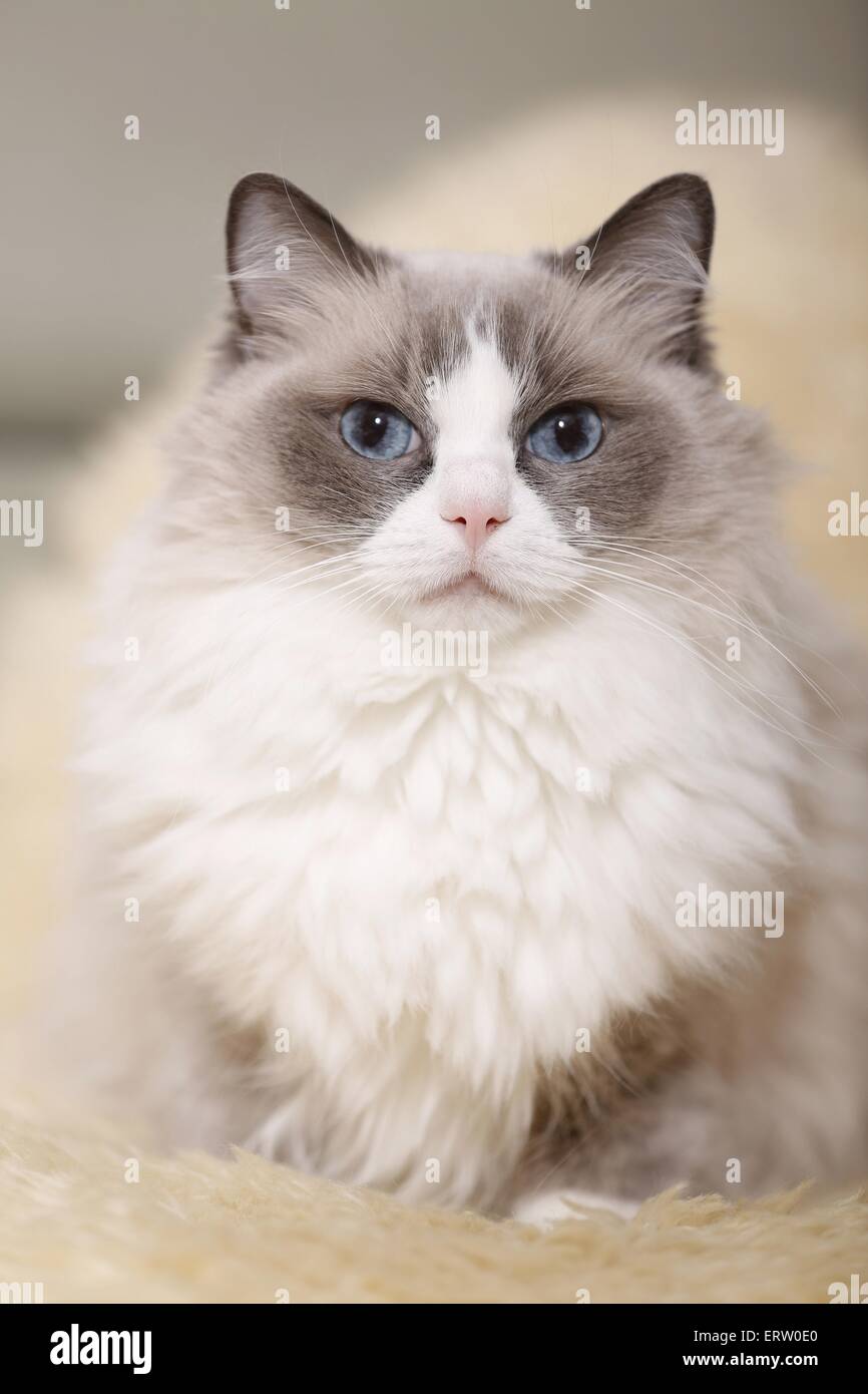 Bicolored ragdoll cat hi-res stock photography and images - Alamy