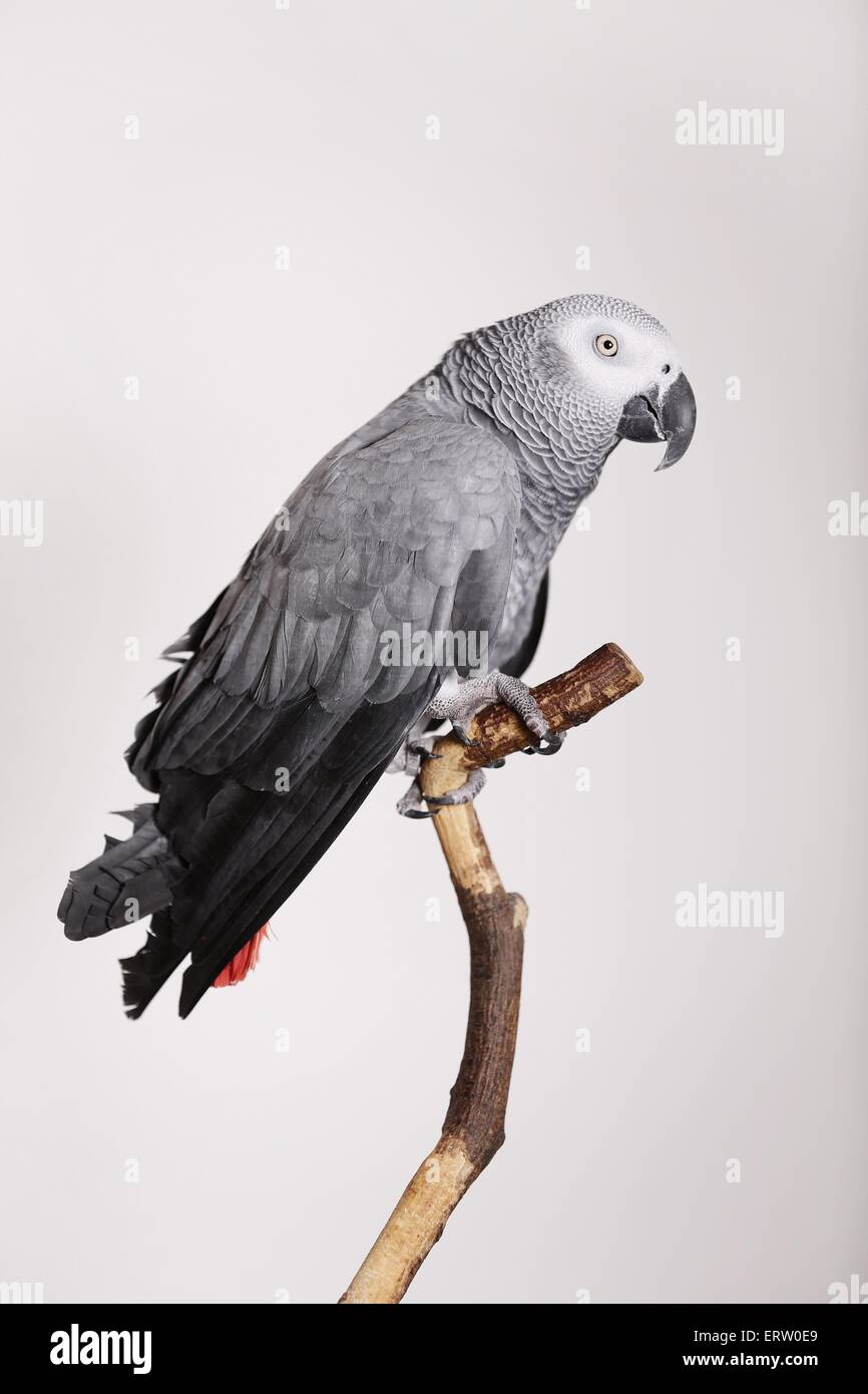 Parrot side view hi-res stock photography and images - Alamy