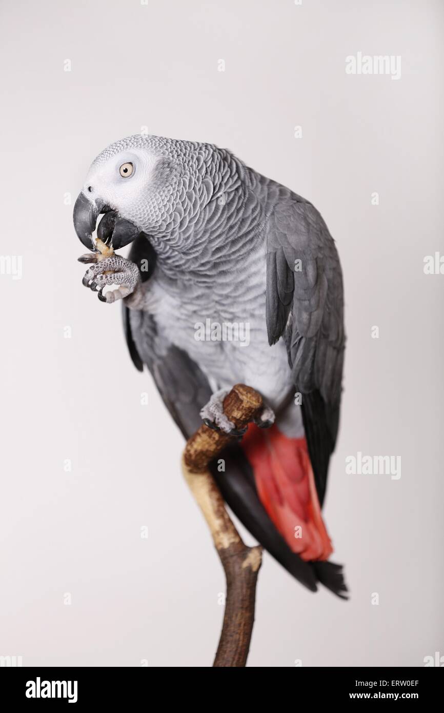african grey parrot Stock Photo - Alamy