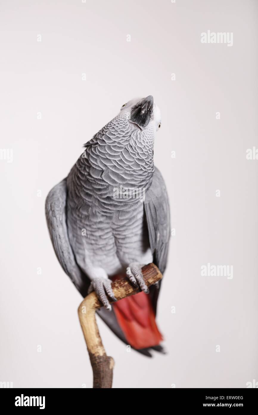 African parrots hi-res stock photography and images - Alamy