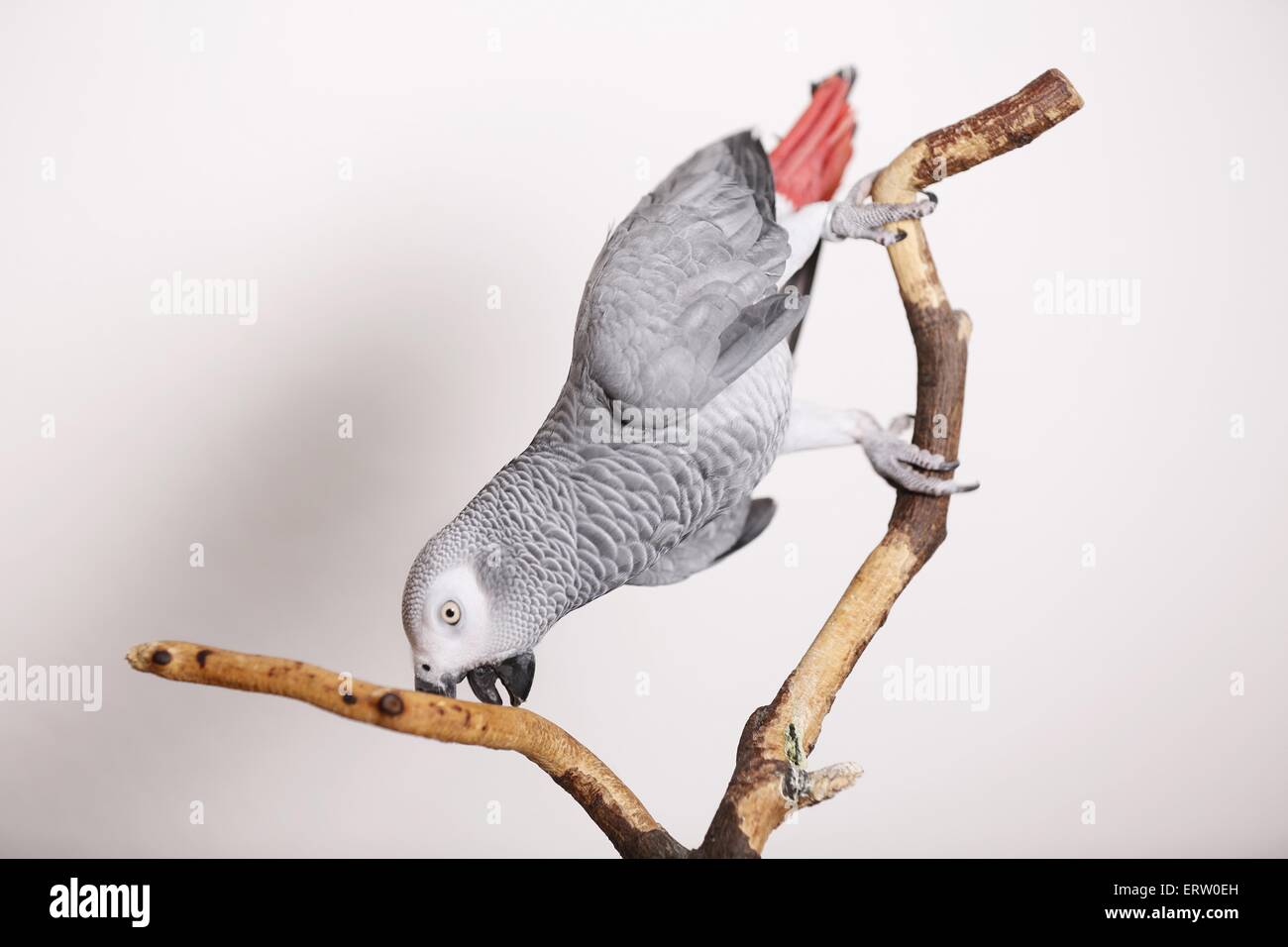 Parrot side view hi-res stock photography and images - Alamy