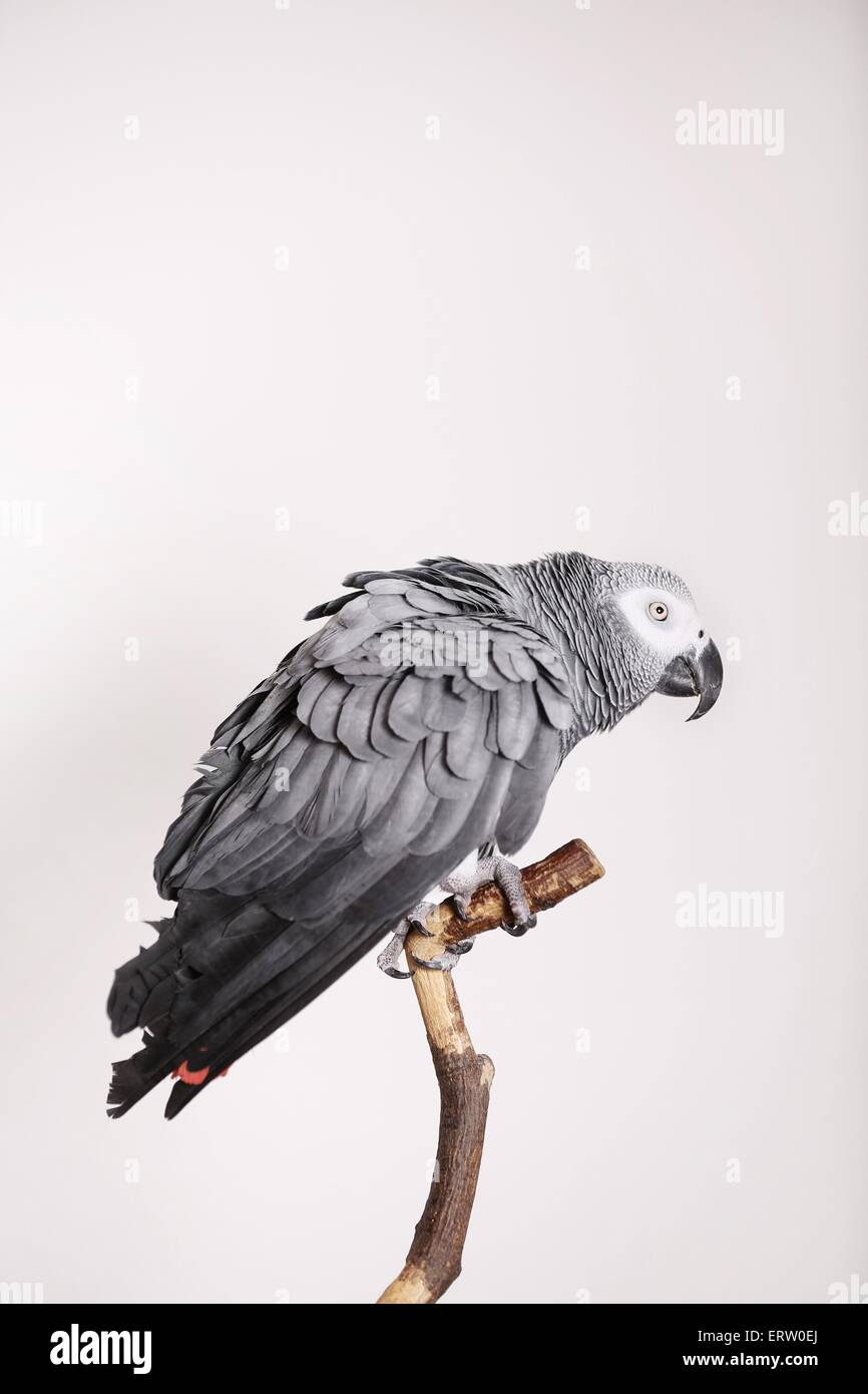 african grey parrot Stock Photo - Alamy