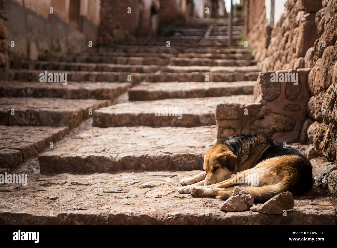 Alley dog hi-res stock photography and images - Alamy