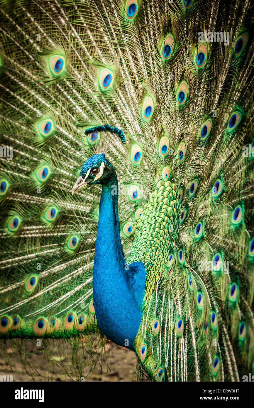Single peacock hi-res stock photography and images - Alamy