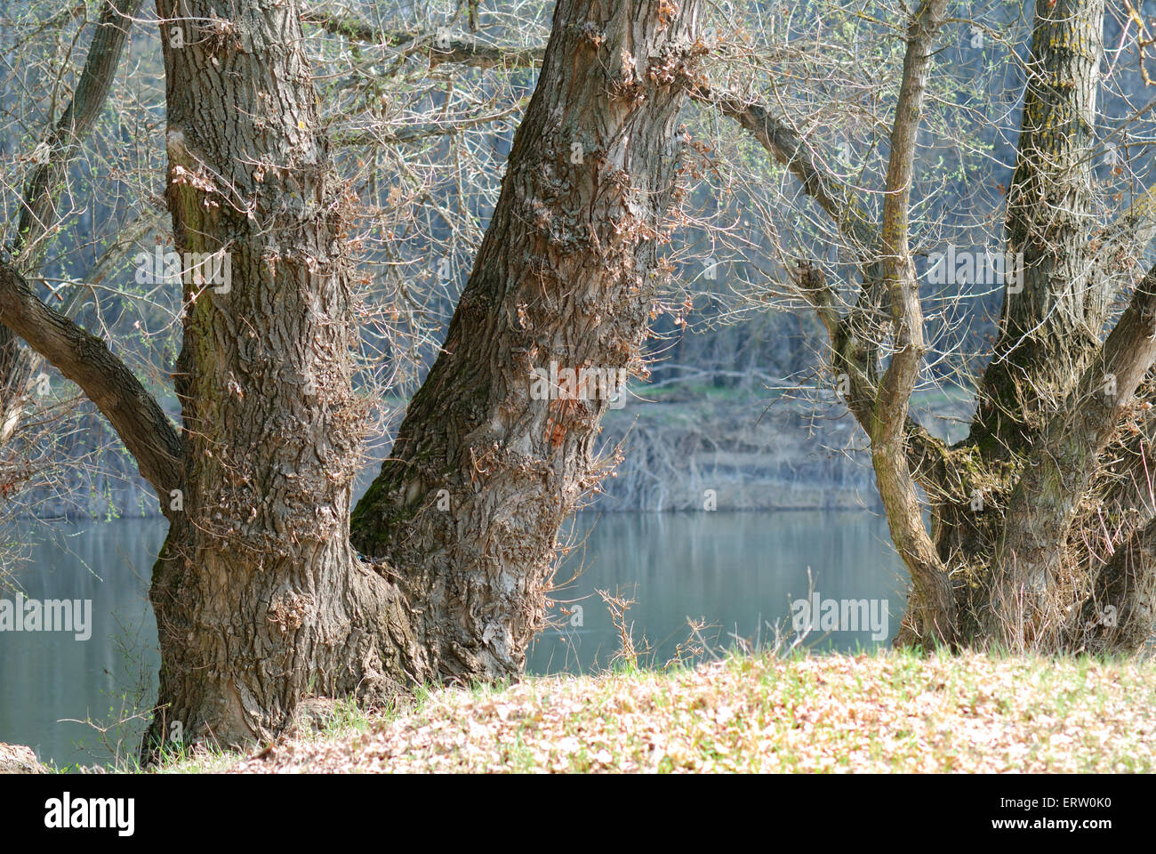 Spring morning landscape with haze on the river Stock Photo - Alamy