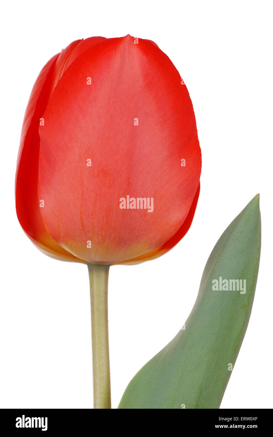 One red tulip isolated on white Stock Photo - Alamy