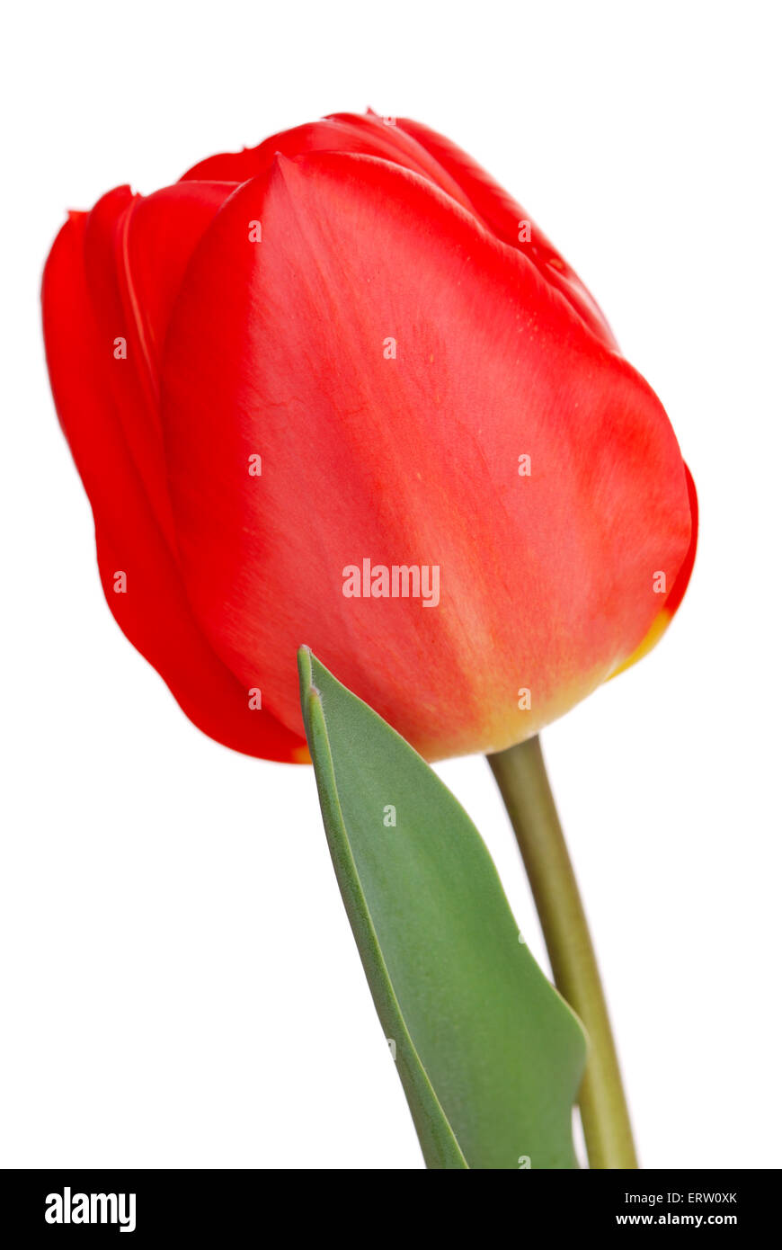 One red tulip isolated on white Stock Photo - Alamy