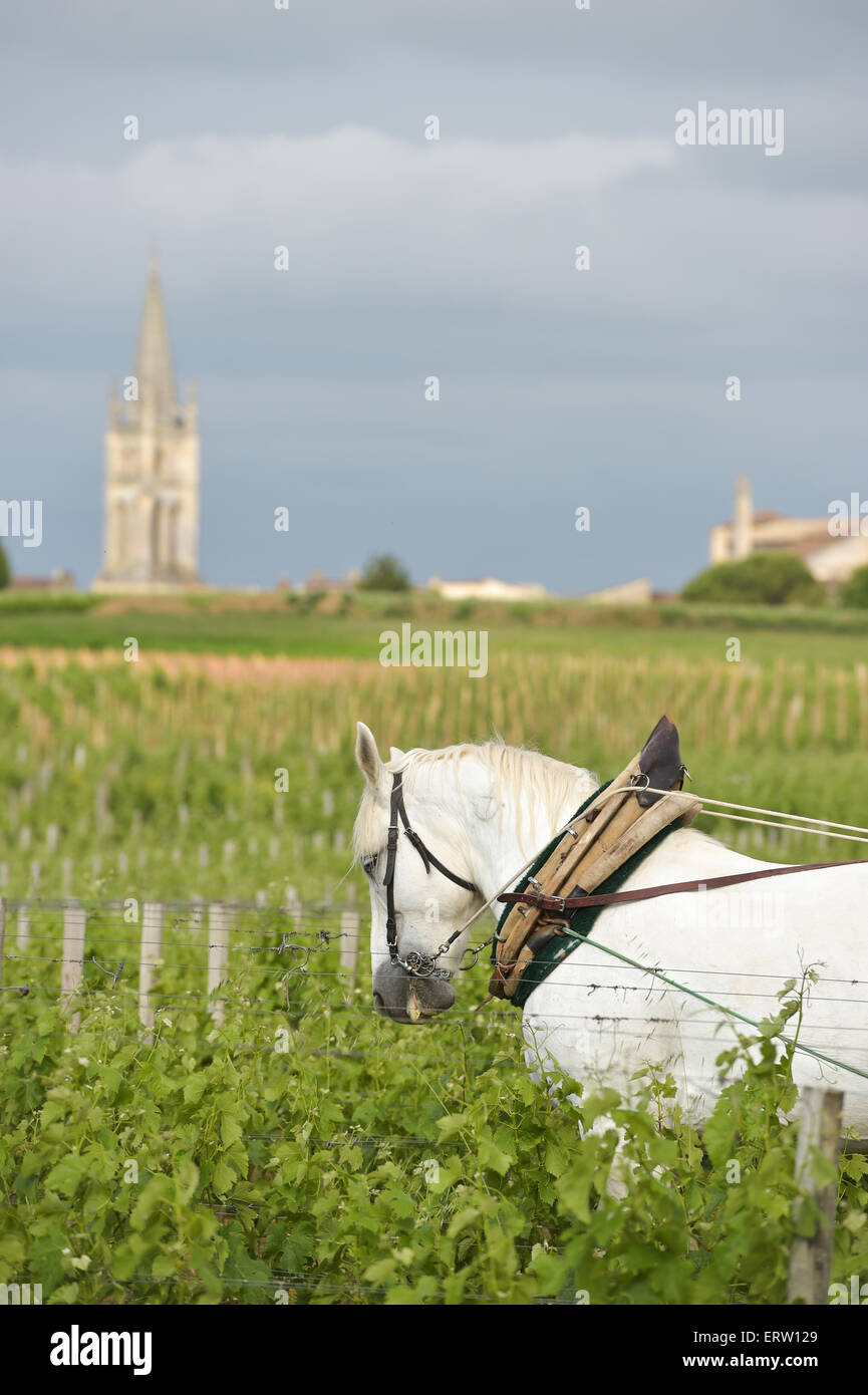 Horse saint emi hi-res stock photography and images - Alamy