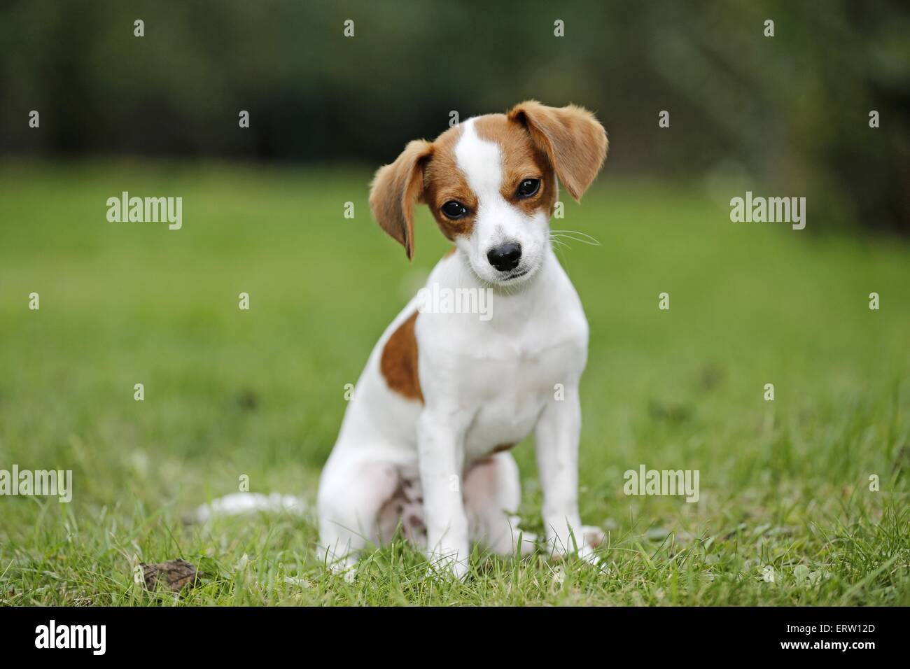 Young dog outside hi-res stock photography and images - Alamy