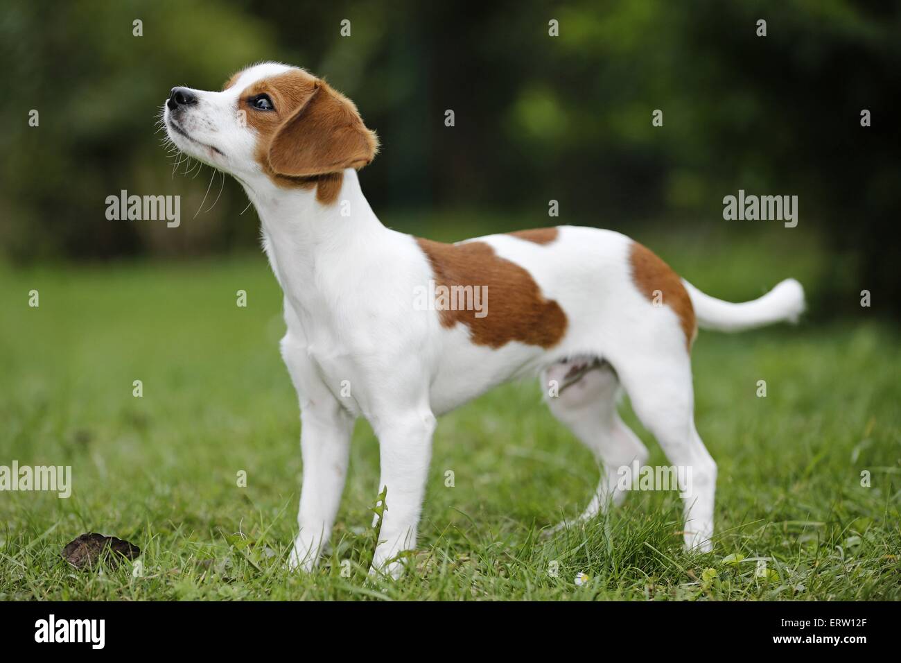 Young looking dog hi-res stock photography and images - Alamy