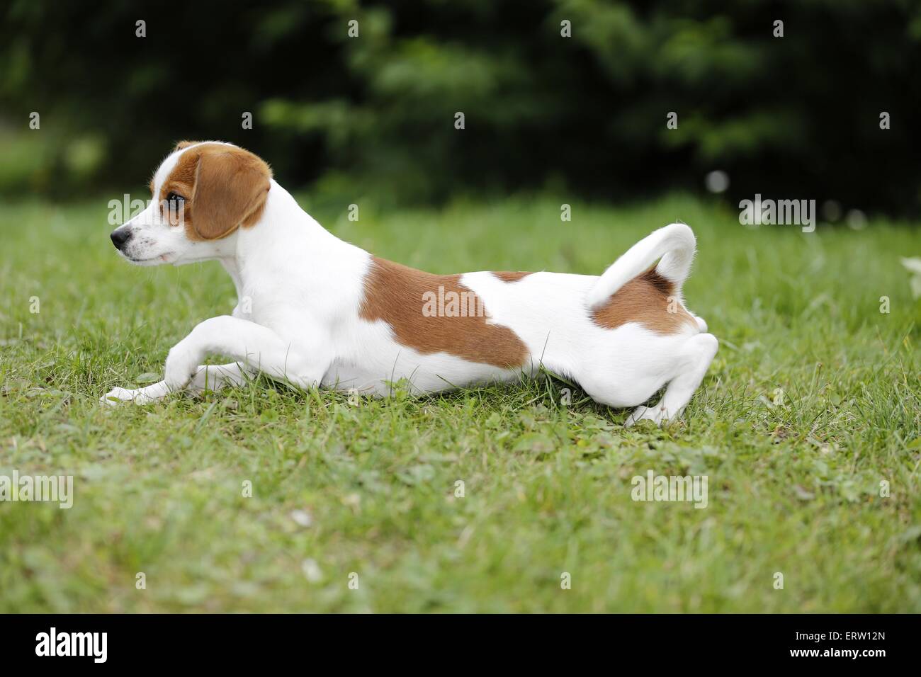 Sneak dog hi-res stock photography and images - Alamy
