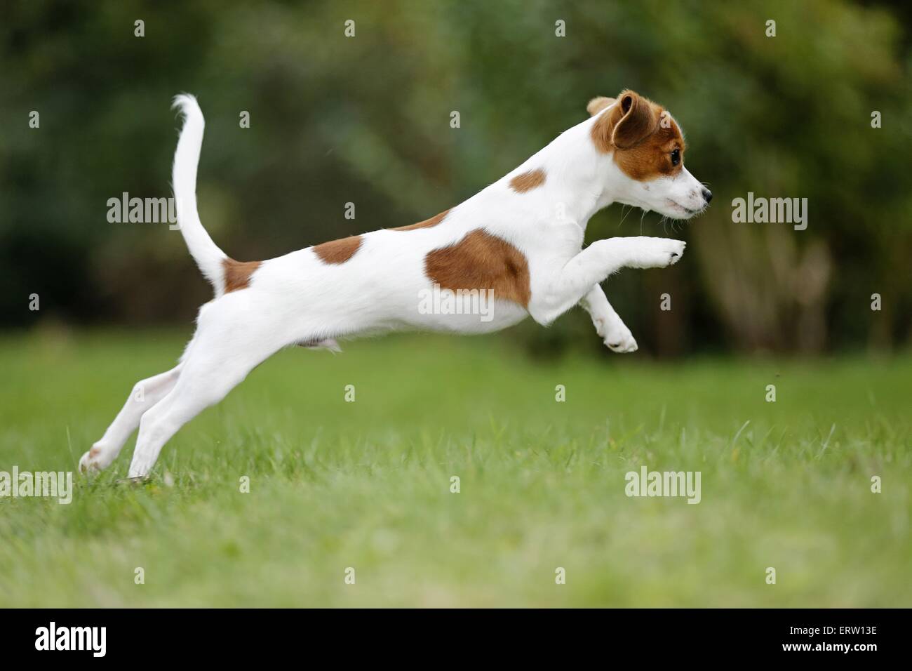 Action dog dogs hi-res stock photography and images - Alamy