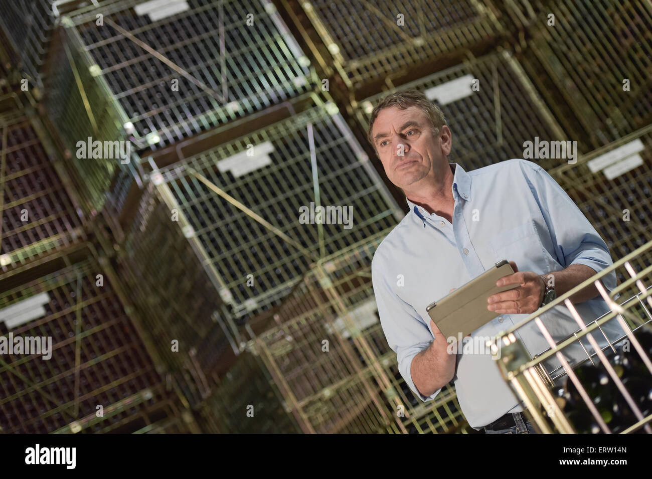 Winemaker working inventory management of its wine bottles in his ...
