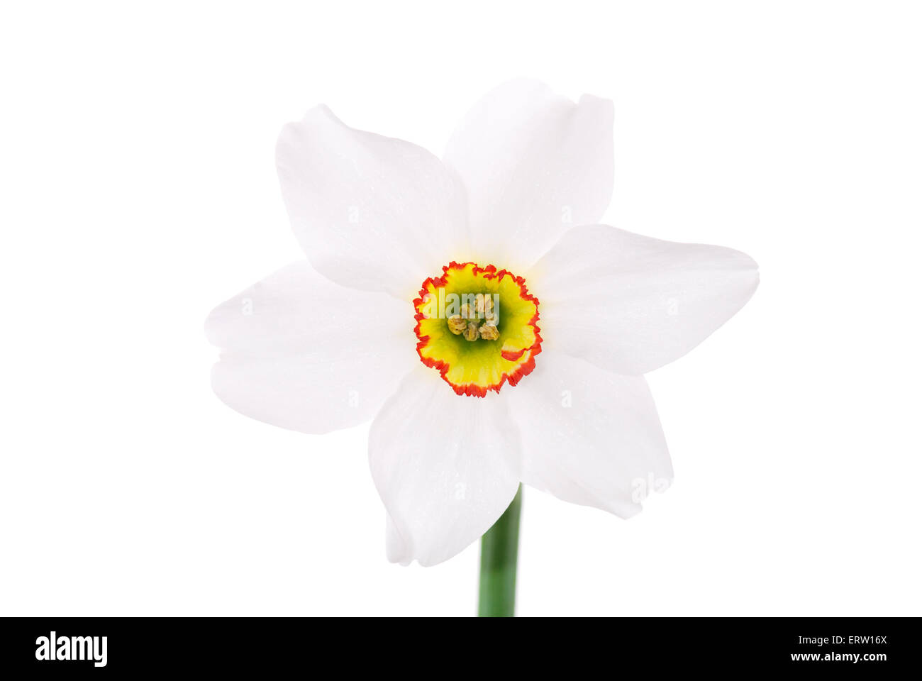 One narcissus flower isolated on white Stock Photo - Alamy
