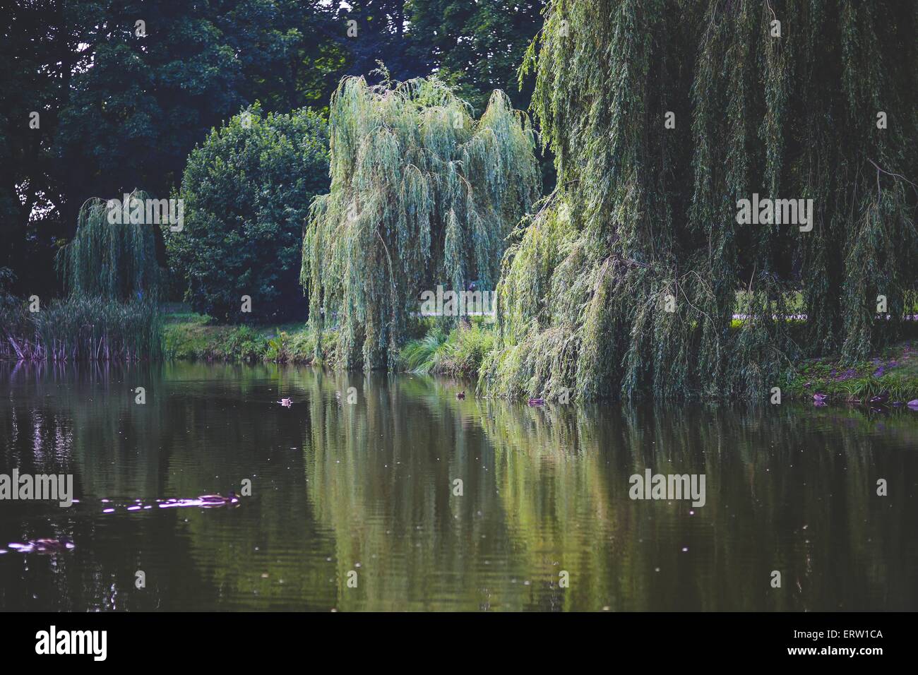 Sallows High Resolution Stock Photography and Images - Alamy