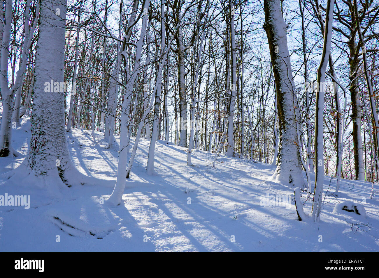 Snow in the forest in winter Stock Photo - Alamy
