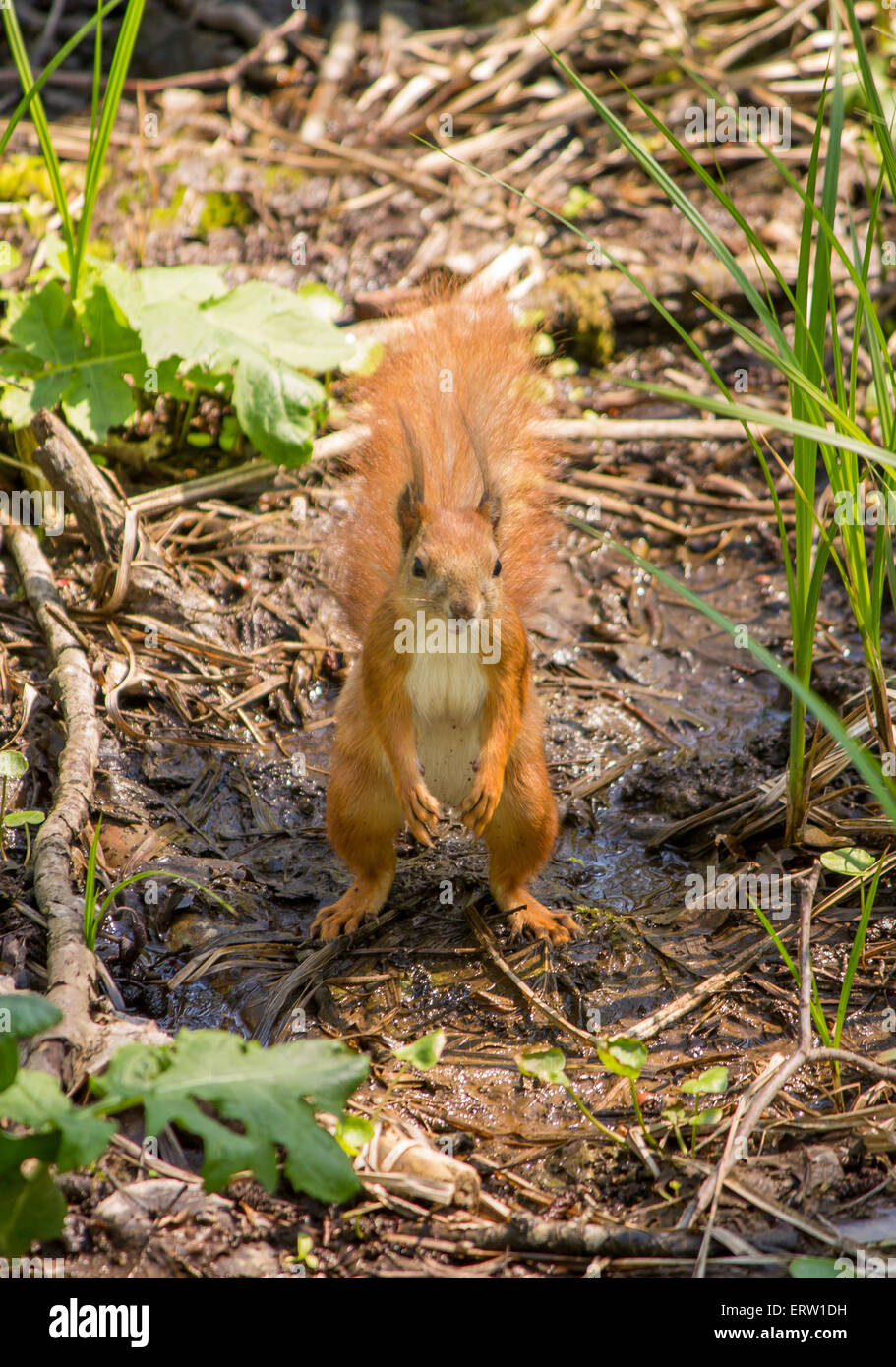 Squirrel teeth hi-res stock photography and images - Alamy