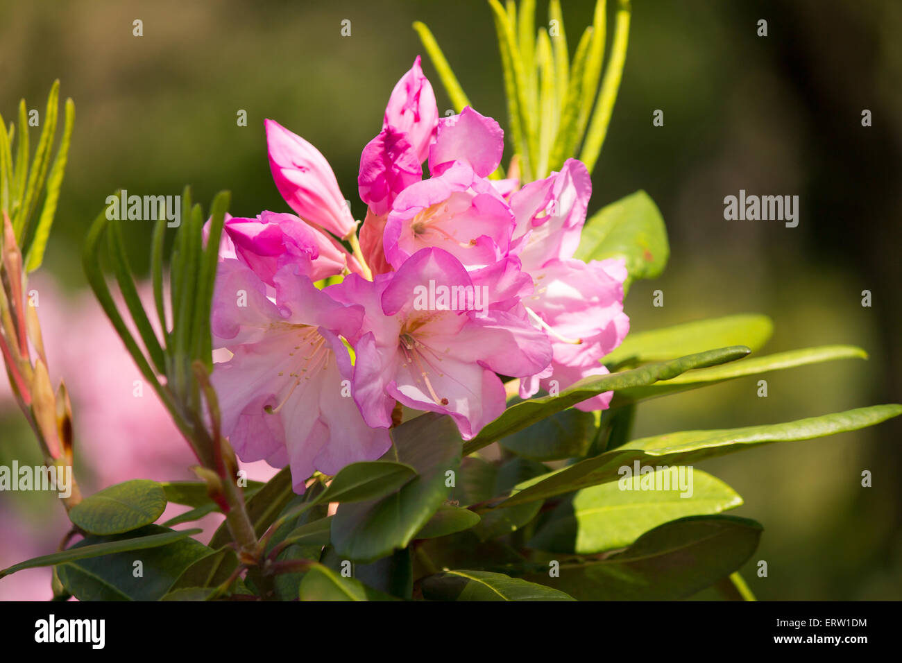 Spring garden flora hi-res stock photography and images - Alamy