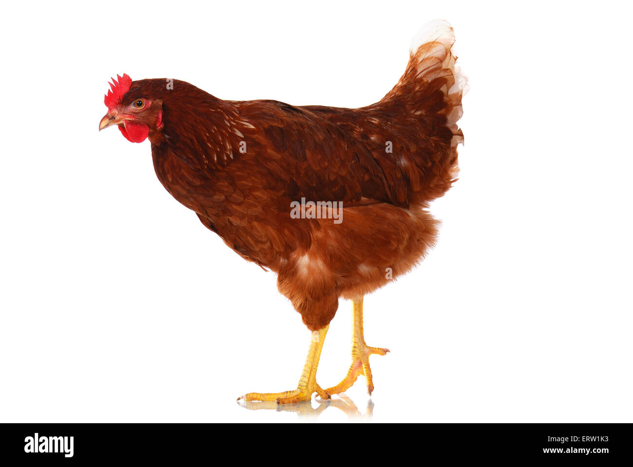 One live hen isolated on white background Stock Photo - Alamy