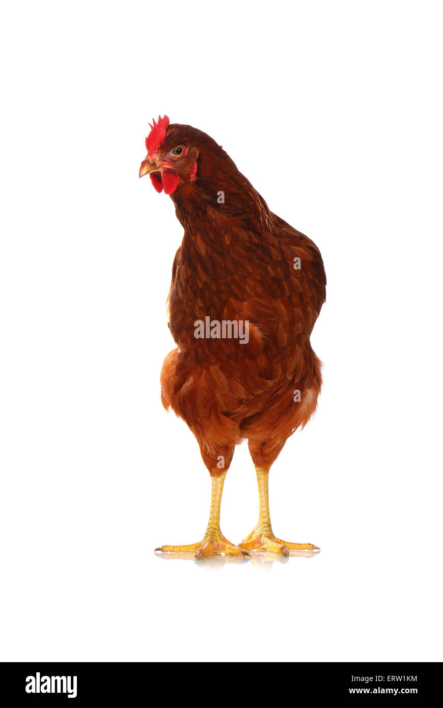 One live hen isolated on white background Stock Photo - Alamy