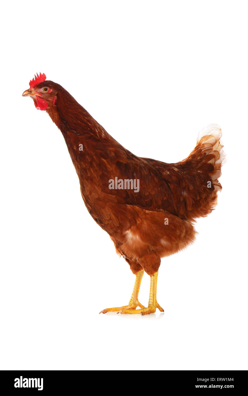 One live hen isolated on white background Stock Photo - Alamy