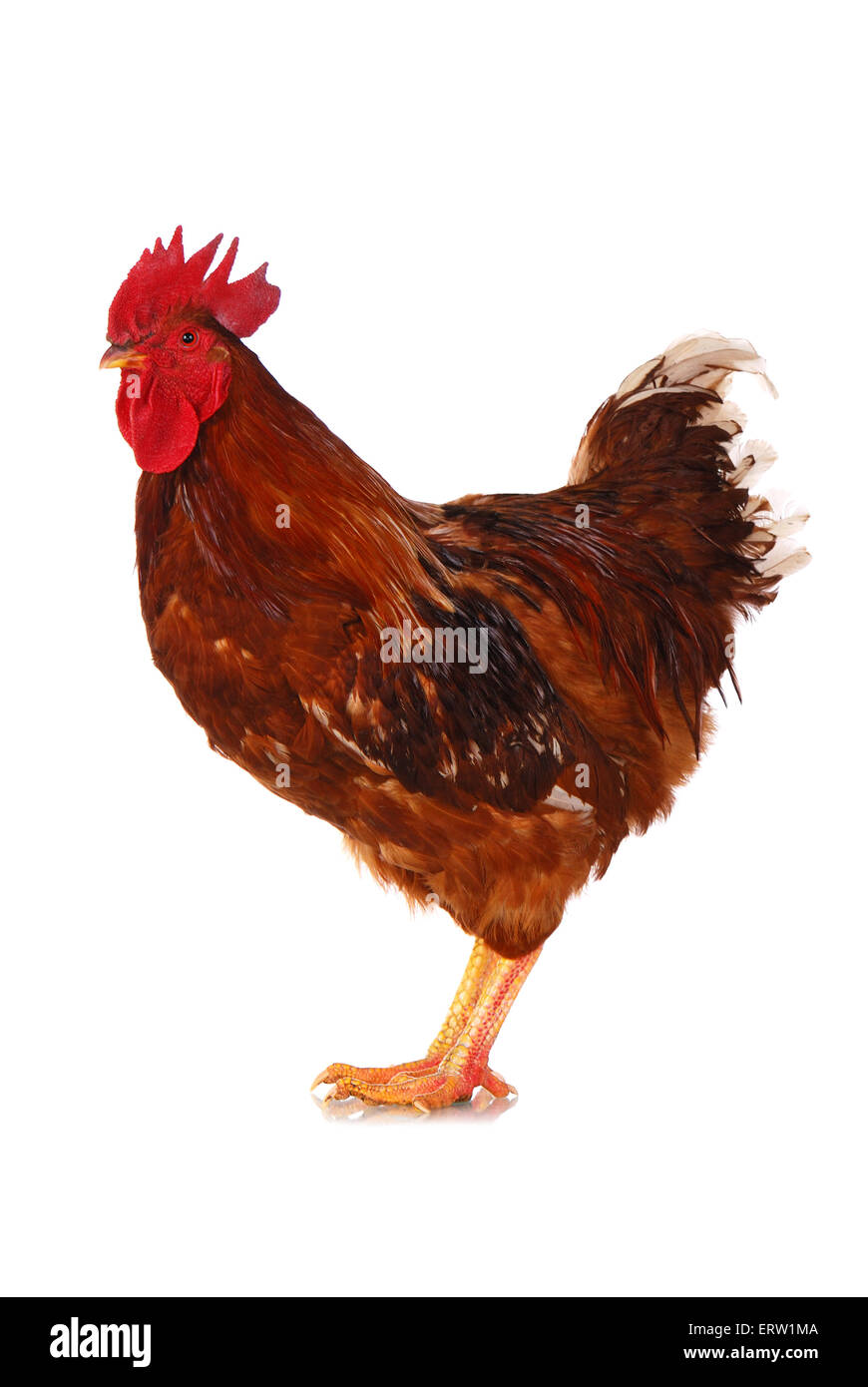 One live rooster isolated on white background Stock Photo - Alamy