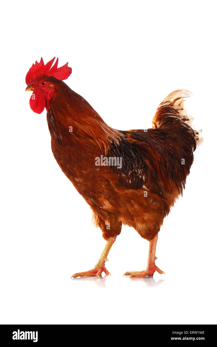 Live rooster hi-res stock photography and images - Alamy