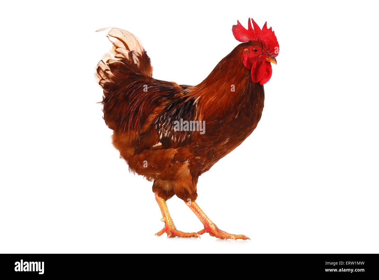 One live rooster isolated on white background Stock Photo - Alamy