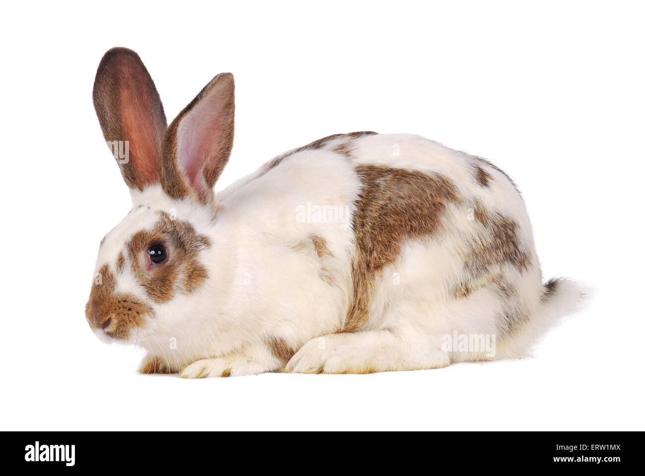 One live rabbit isolated on white background Stock Photo - Alamy